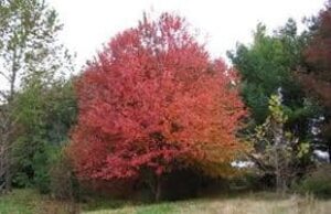 Acer rubrum, Red Maple 2-3ft Wholesale Native Bare Root Trees