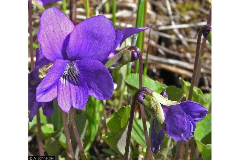 Viola sororia, Common Blue Violet, Native Bare Root Perennial – Mid ...