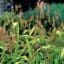 Native Grasses, Perennial Grass Plugs
