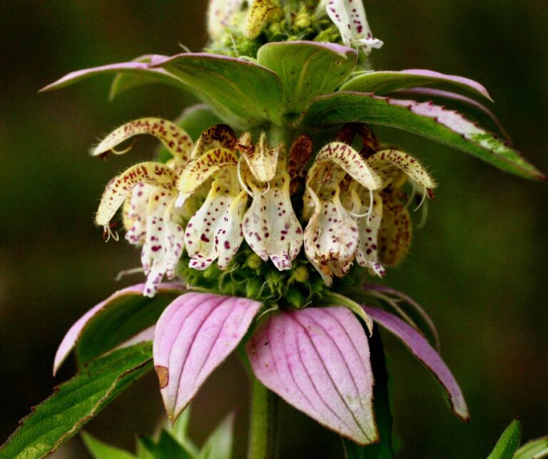 Monarda punctata Native Plant Plugs, Wholesale Native Perennials