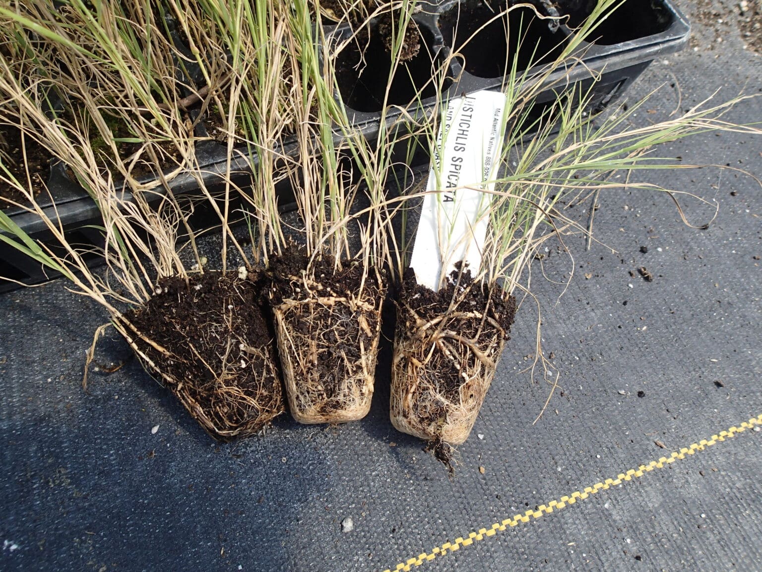 Organically Grown Wholesale Native Plant Plug Trays