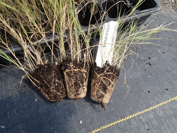 Organically Grown Wholesale Native Plant Plug Trays