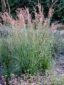 Native Grasses Archives - Mid Atlantic Native Plant Farm Inc.