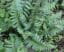 Polystichum acrostichoides, Christmas Fern, Wholesale Bare Root Native ...