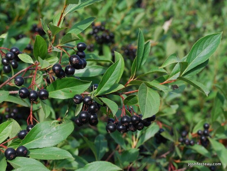 Aronia melancarpa, Black Chokeberry Wholesale Native Shrubs