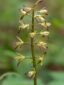 Aplectrum hyemale, Adam and Eve, Bare Root Woodland Perennial, Orchid ...