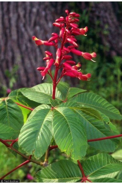 Aesculus pavia, Red Buckeye, 18-24" Native Bare Root Tree Spring Only