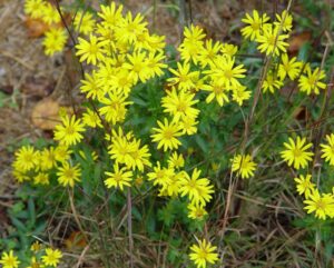 Native Bare Root Perennials & Wildflowers Archives - Mid Atlantic ...