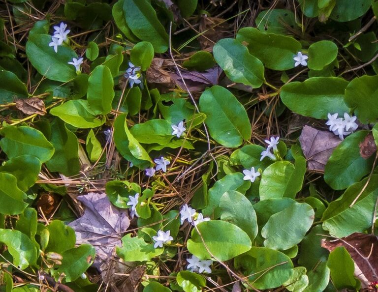 Native Bare Root Perennials & Wildflowers – Mid Atlantic Native Plant ...