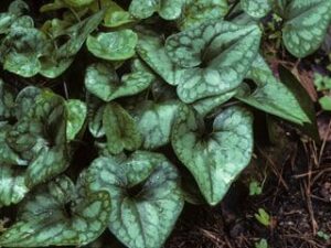 Native Bare Root Perennials & Wildflowers – Mid Atlantic Native Plant ...