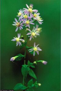 Native Bare Root Perennials & Wildflowers – Mid Atlantic Native Plant ...