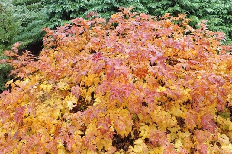 Xanthorhiza simplicissima Native Bare Root Perennials