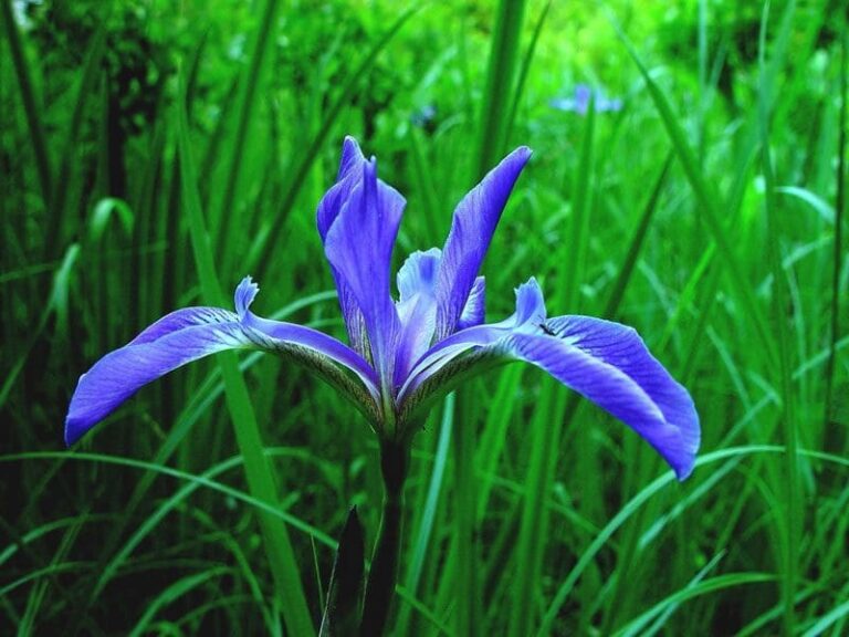 Native Perennials & Wildflowers Archives - Mid Atlantic Native Plant ...