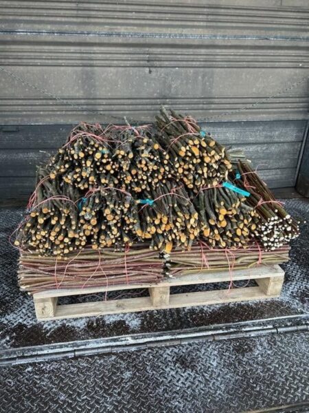 About Native Live Stakes for erosion control, Wholesale Pricing