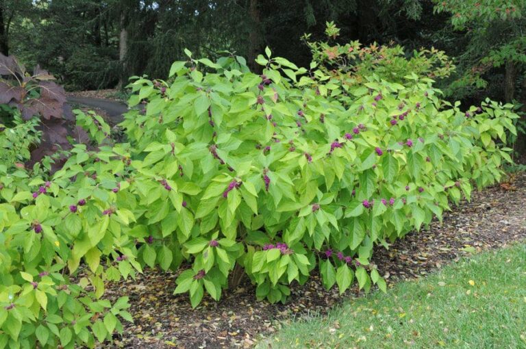 Organically Grown Native Plant Plug Trays Archives - Mid Atlantic ...