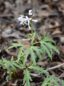 Native Bare Root Perennials & Wildflowers – Mid Atlantic Native Plant ...