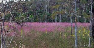 Muhlenbegia capillaris, Pink Muhly Grass, Native Grass Plugs